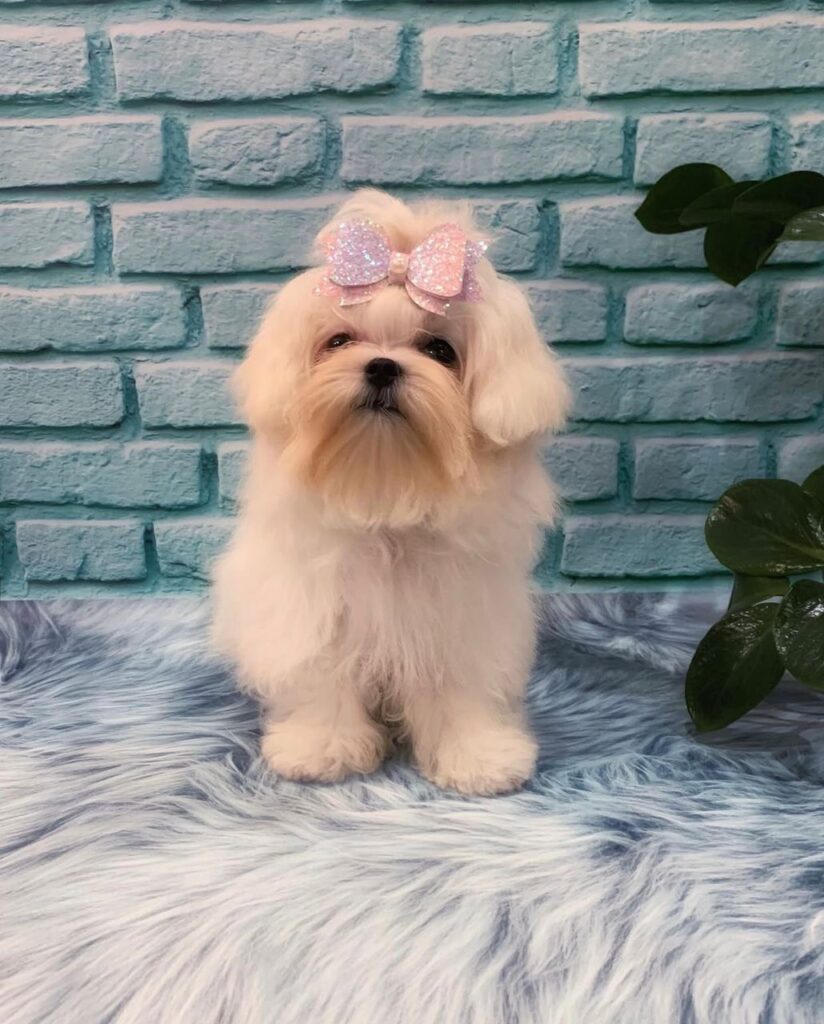 Georgia Yorkie Adoption - Healthy & Vetted Puppies - yorkiecompanionrescue