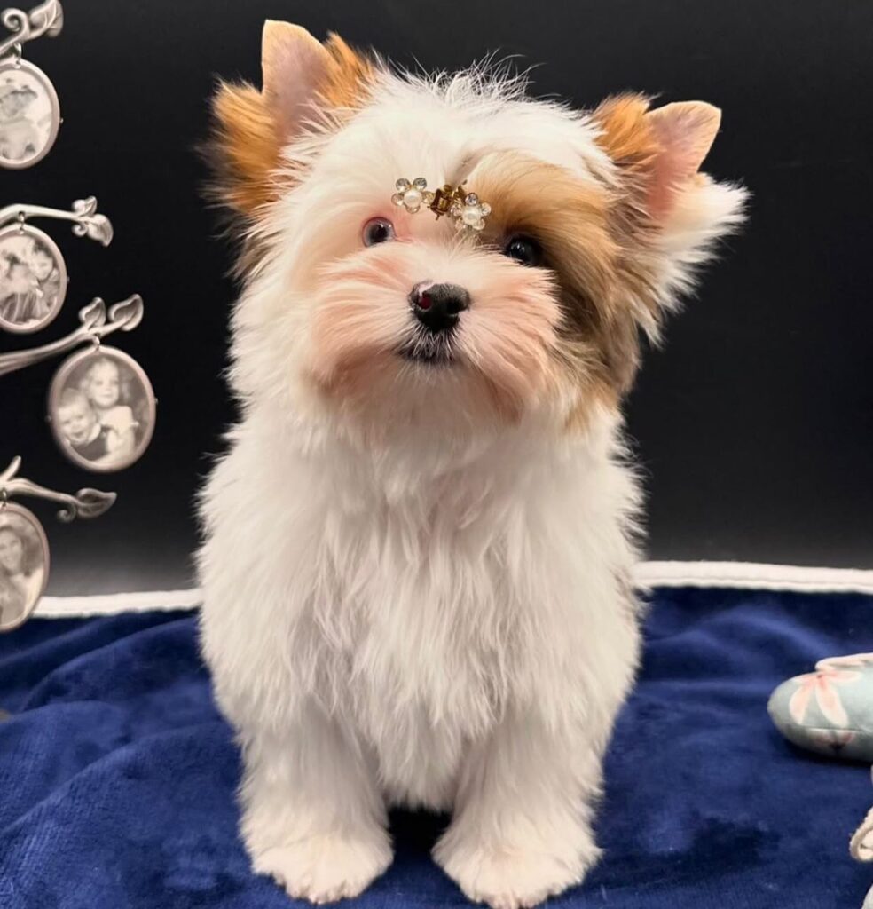 Georgia Yorkie Adoption - Healthy & Vetted Puppies - yorkiecompanionrescue