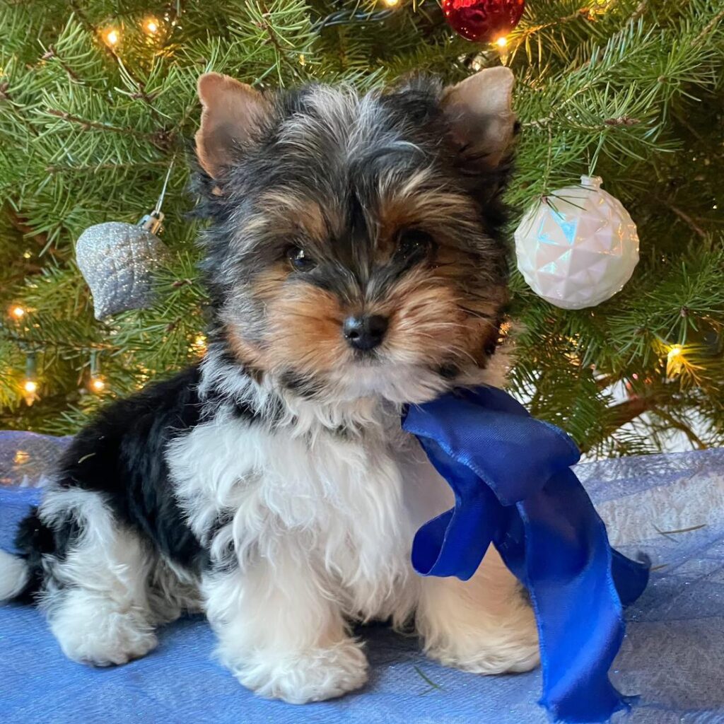 Georgia Yorkie Adoption - Healthy & Vetted Puppies - yorkiecompanionrescue