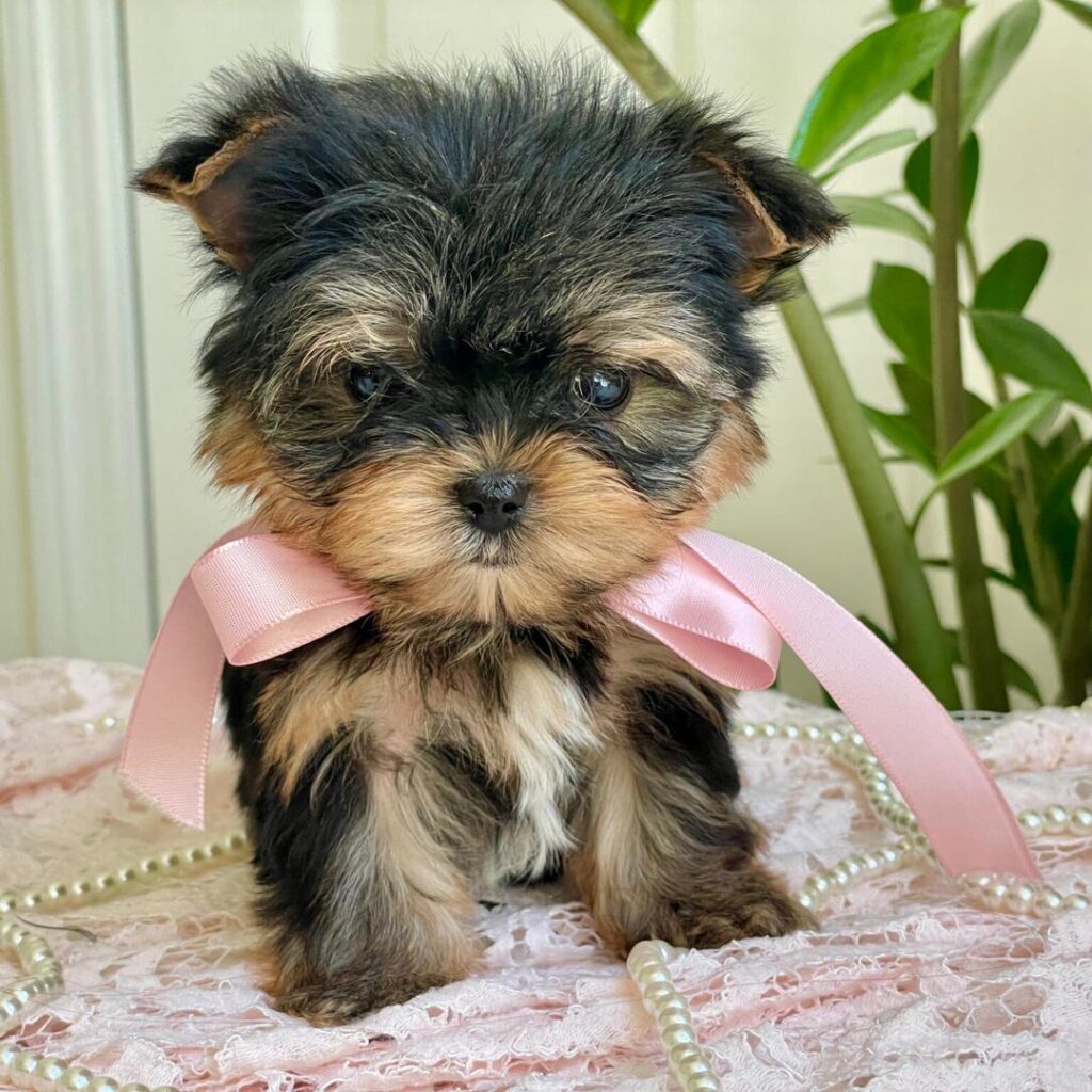 Georgia Yorkie Adoption - Healthy & Vetted Puppies - yorkiecompanionrescue