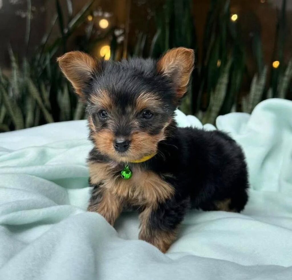Georgia Yorkie Adoption - Healthy & Vetted Puppies - yorkiecompanionrescue
