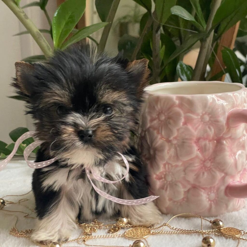 Georgia Yorkie Adoption - Healthy & Vetted Puppies - yorkiecompanionrescue